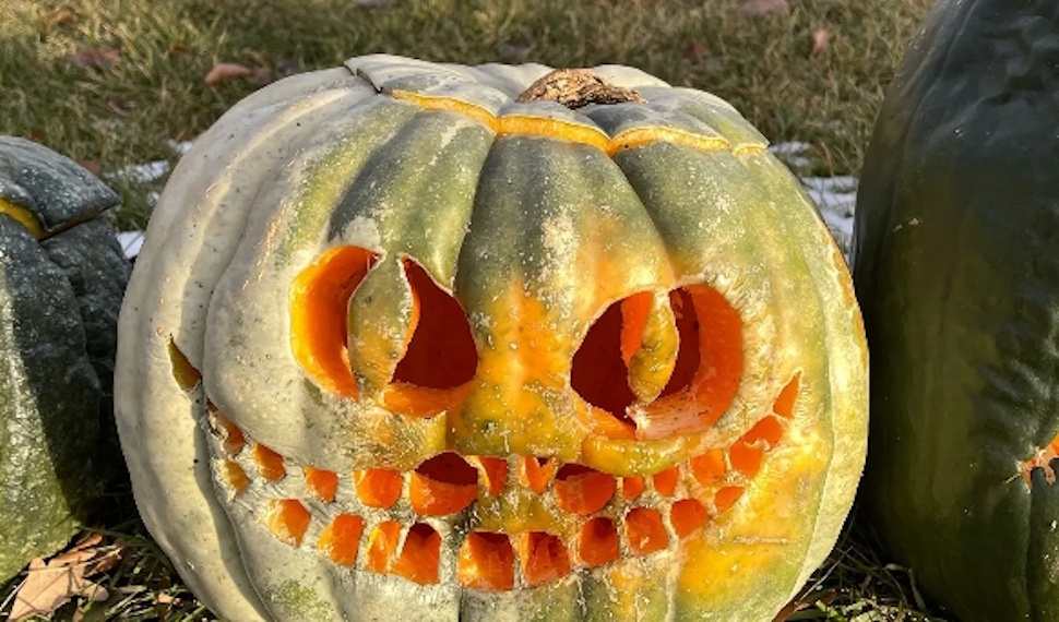 Sylvan Lake’s largest pumpkin trail yet, nearly breaks World Record ...