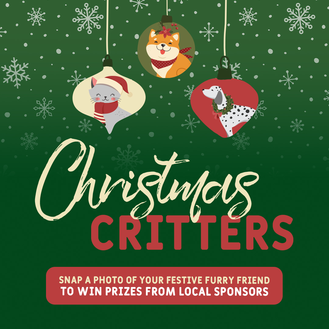Our Christmas Critter's need your votes! - SwiftCurrentOnline.com ...