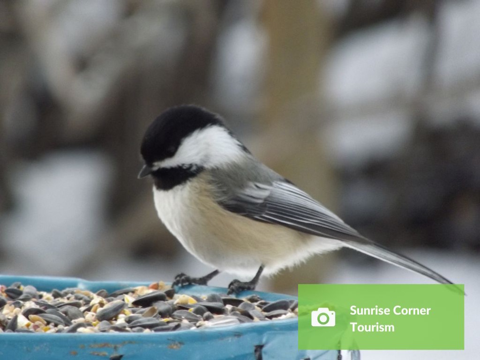 Tips for feeding and protecting Manitoba’s overwintering birds ...