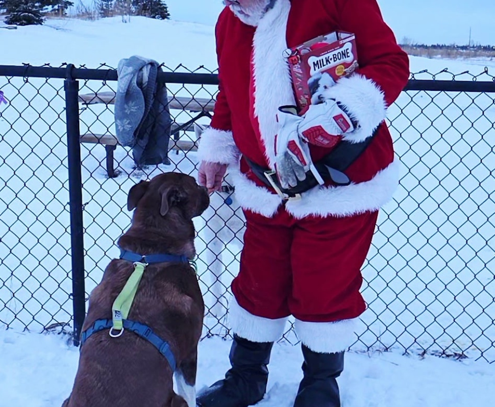 A Santa secret: Holiday treats for the dogs at Red Deer parks ...