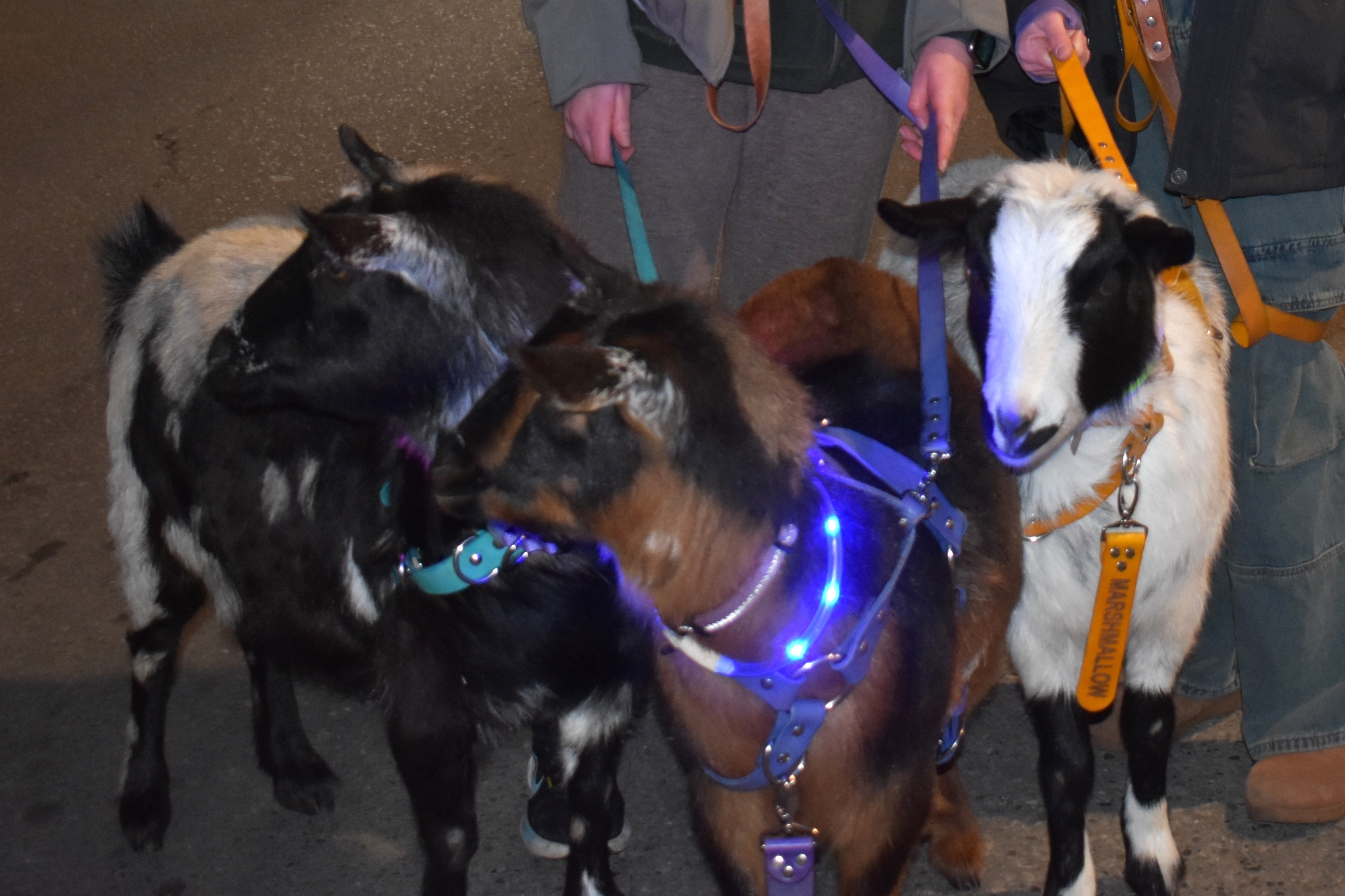 ‘Profoundly life altering’: Livestock Emotional Support Animal ...