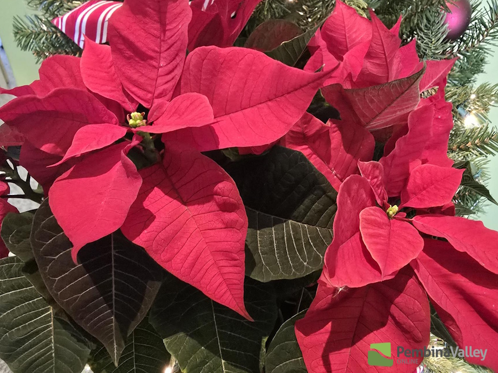 Red, relevant: The Christian symbolism behind the Nochebuena, or ...