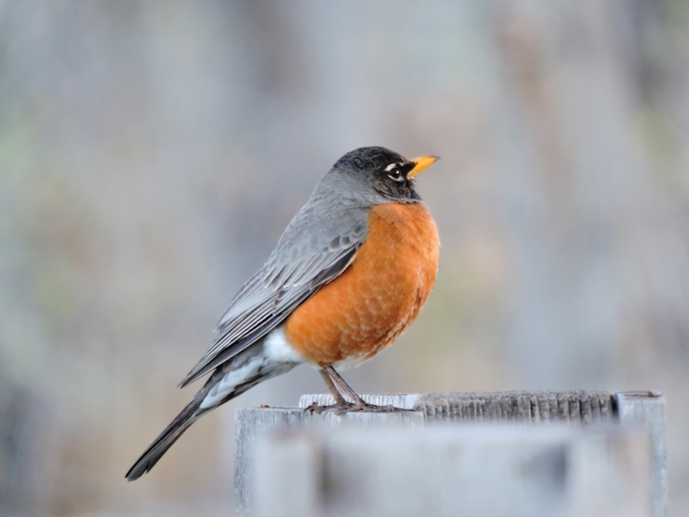 Tips for feeding and protecting Manitoba’s overwintering birds ...