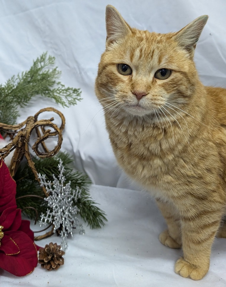 Fetch a Friend - Rudolph - WestCentralOnline: West Central Saskatchewan ...