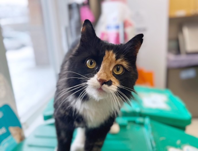 Adorable Adoptables: Wrap up 2025 with Toffee the cat - CochraneNow ...