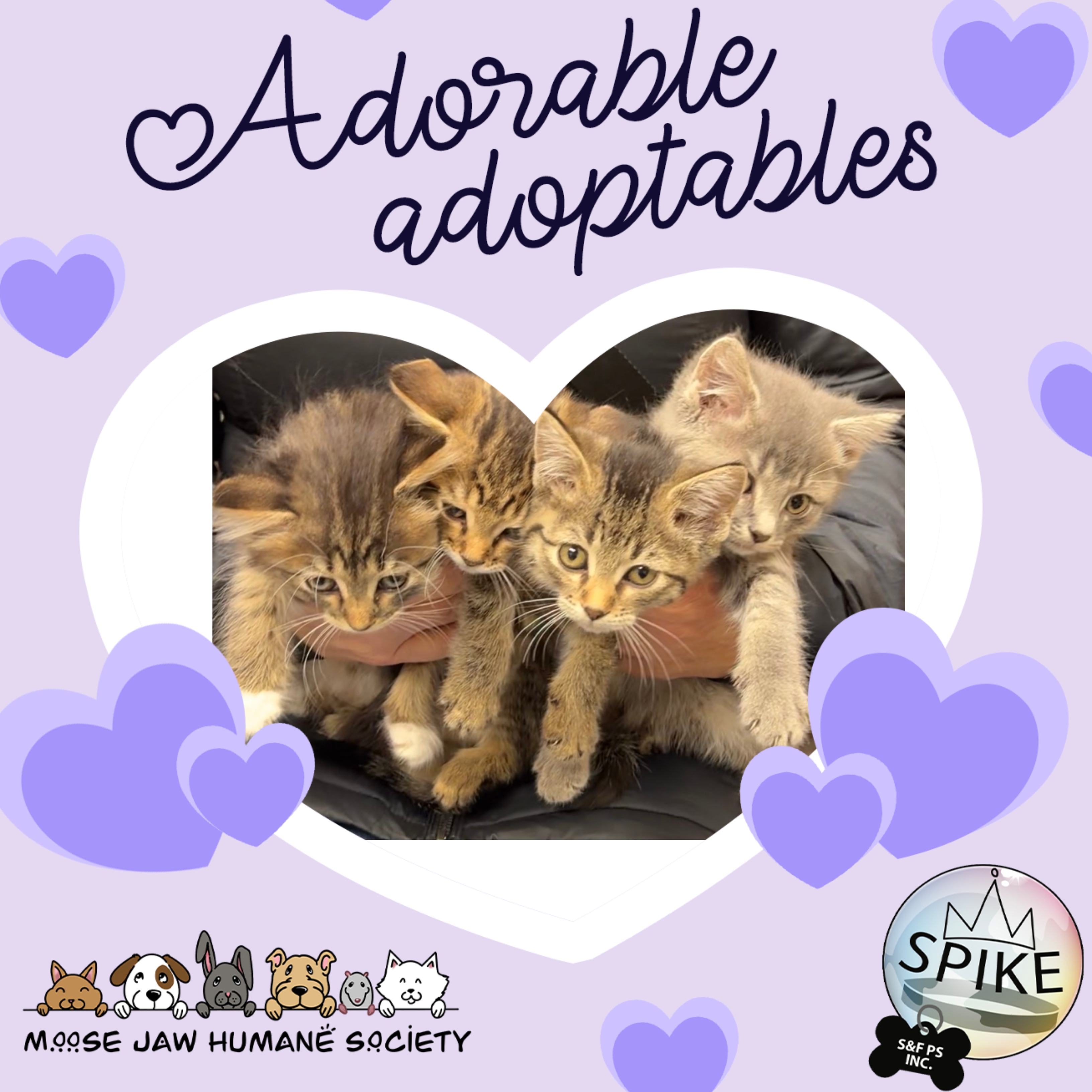 Meet December 12th's Spike Grooming & Pet Boarding Retreat Adorable ...