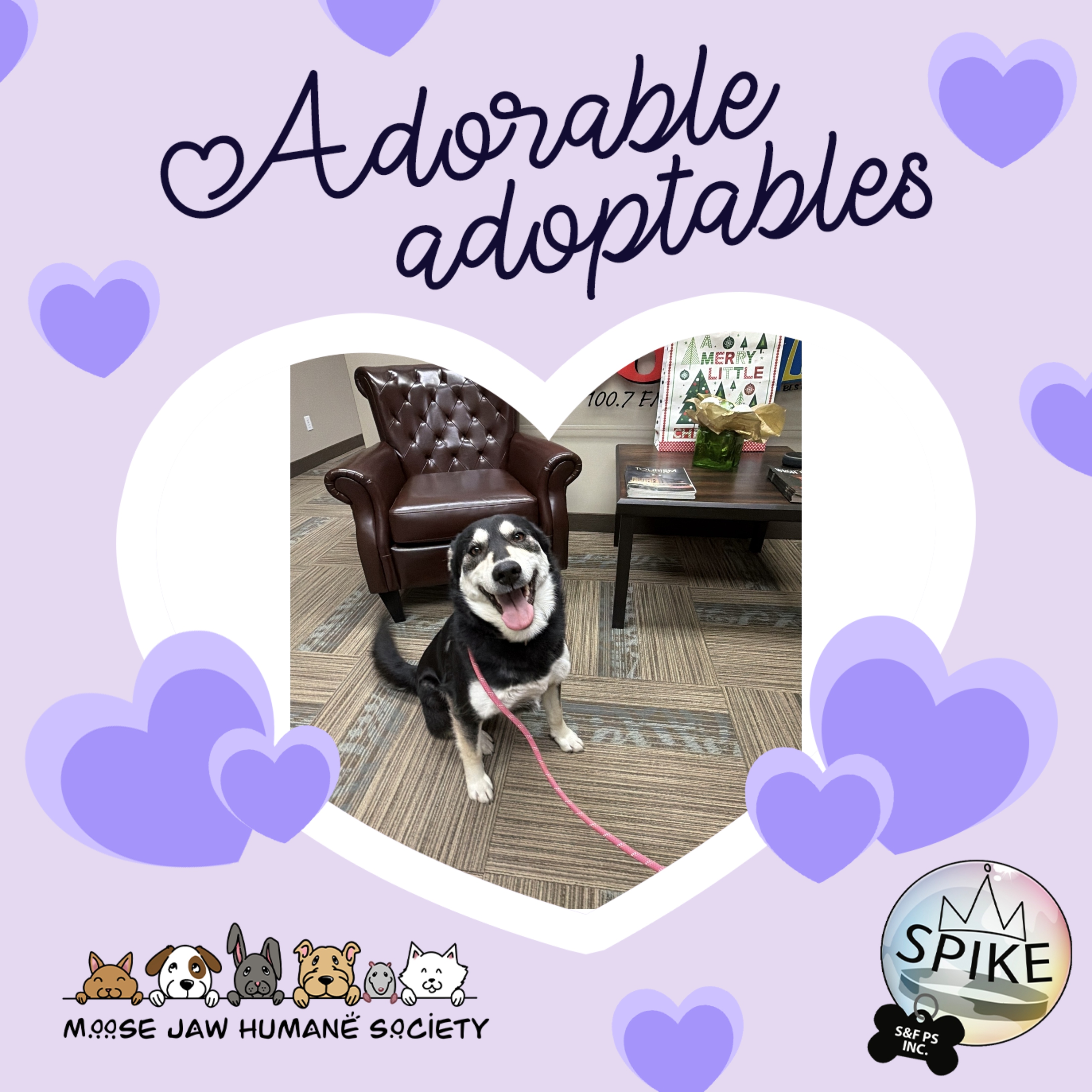 Meet Rosie: December 5th's Spike Grooming & Pet Boarding Retreat ...