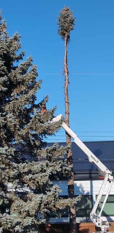 What's with all the tree trimming around Altona? - PembinaValleyOnline ...