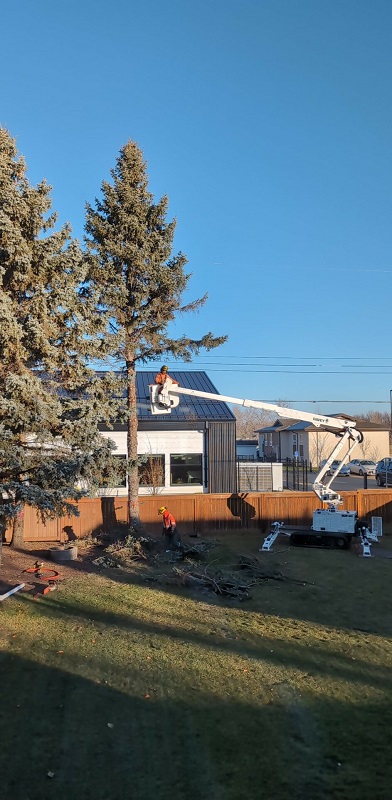 What's with all the tree trimming around Altona? - PembinaValleyOnline ...