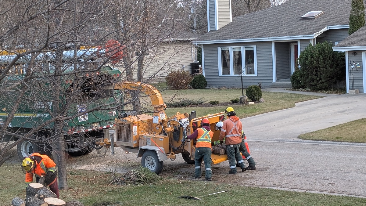 What's with all the tree trimming around Altona? - PembinaValleyOnline ...