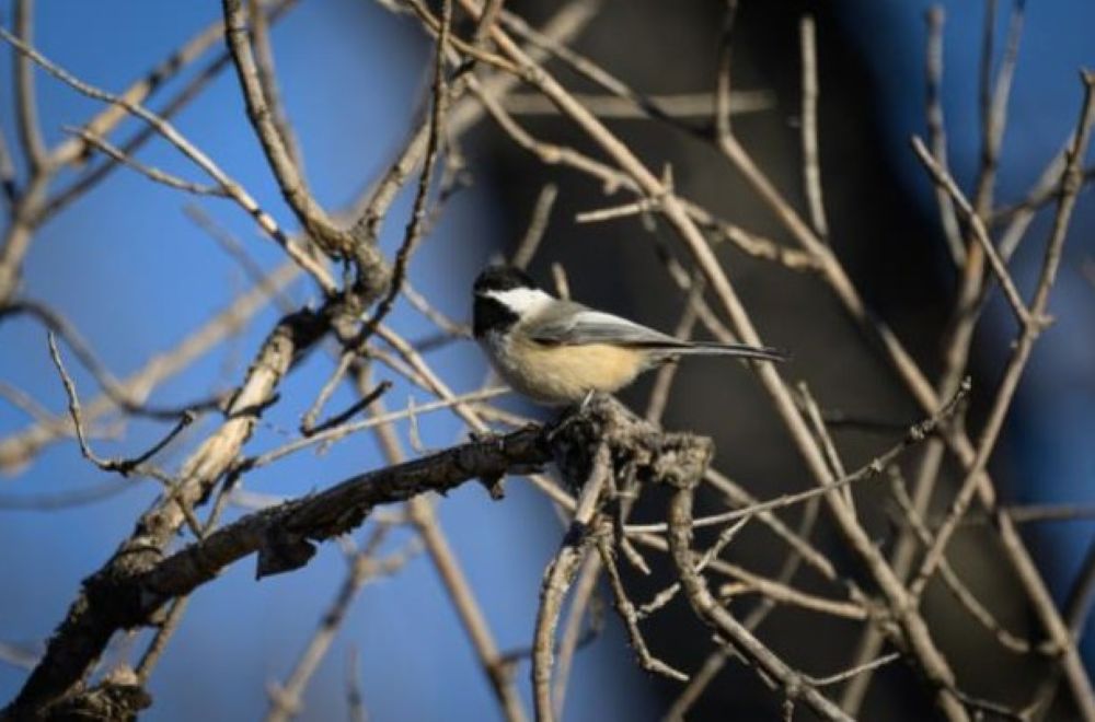 High River’s Christmas Bird Count showcases species diversity across ...