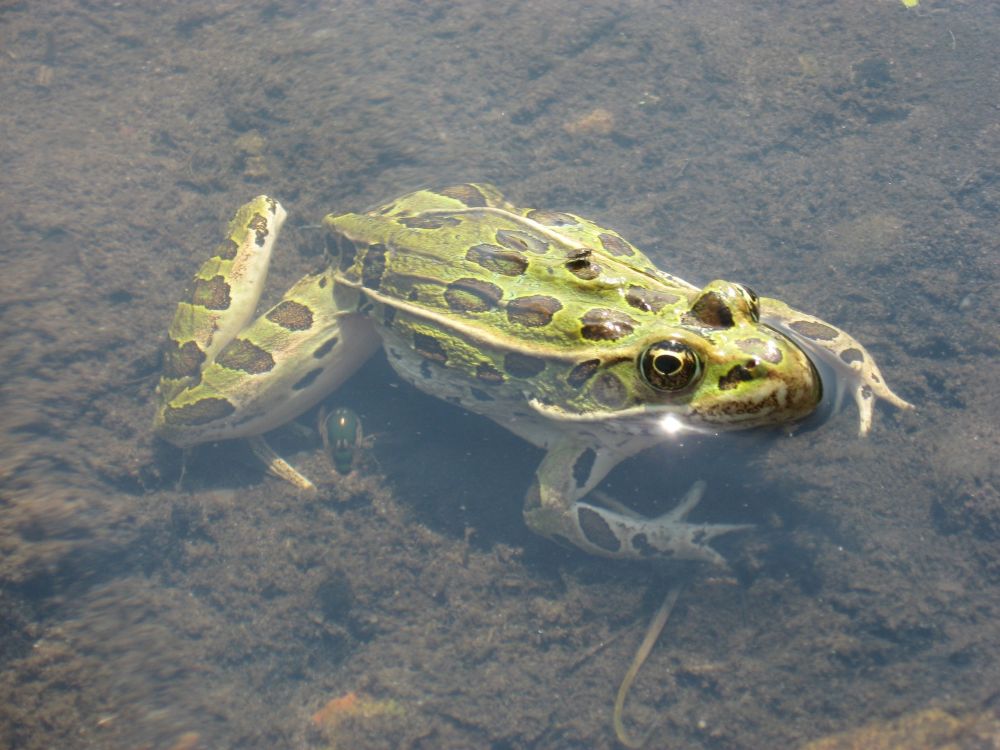 Waterton Lakes marks 10 years since northern leopard frogs returned to ...
