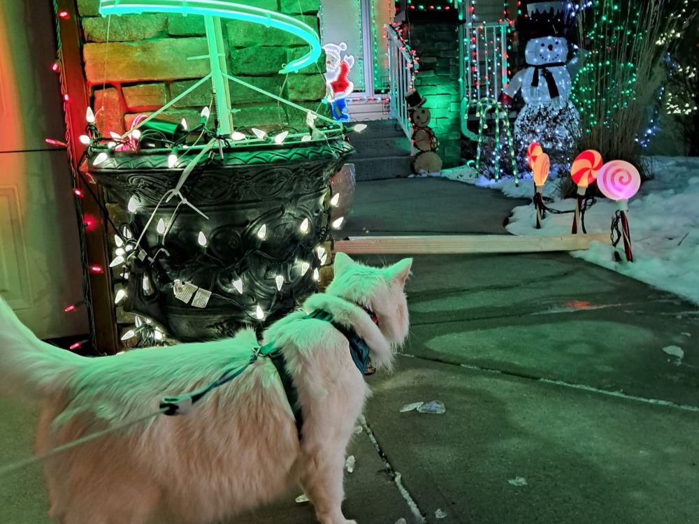 Annual Christmas Light tour with cat becomes beloved holiday highlight ...