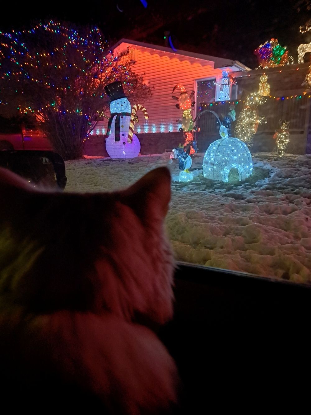 Annual Christmas Light tour with cat becomes beloved holiday highlight ...