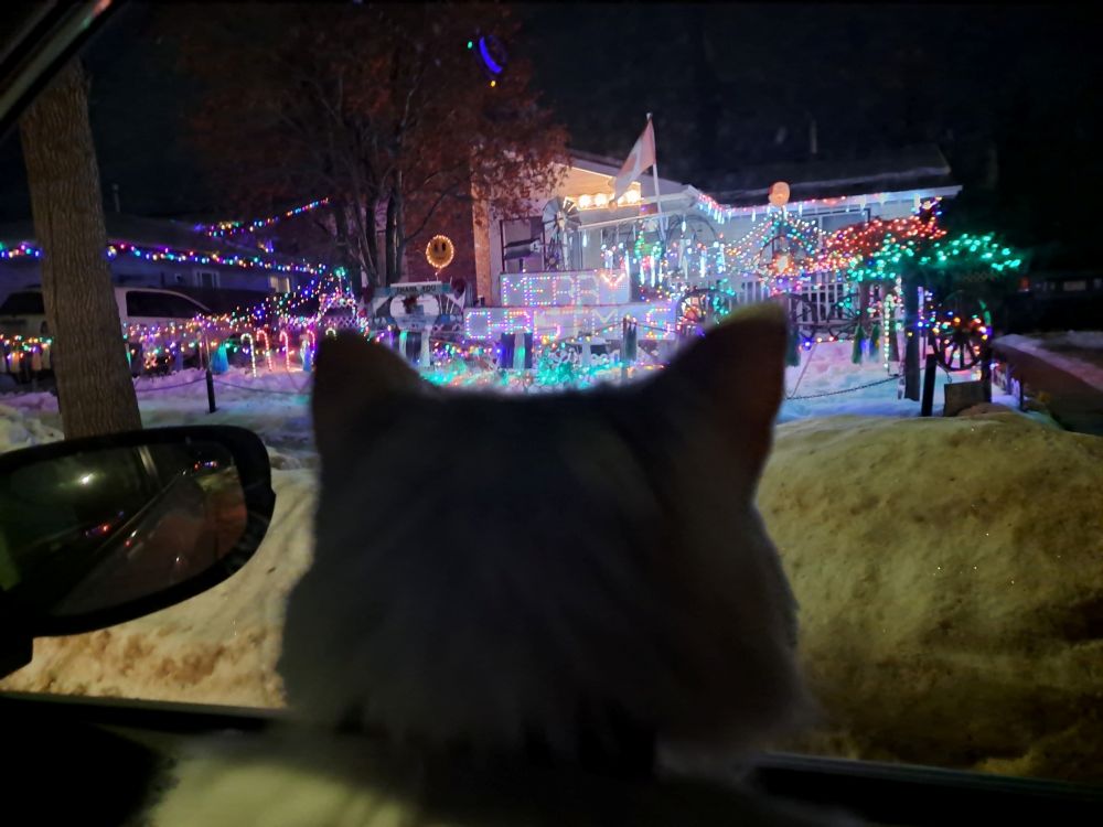 Annual Christmas Light tour with cat becomes beloved holiday highlight ...