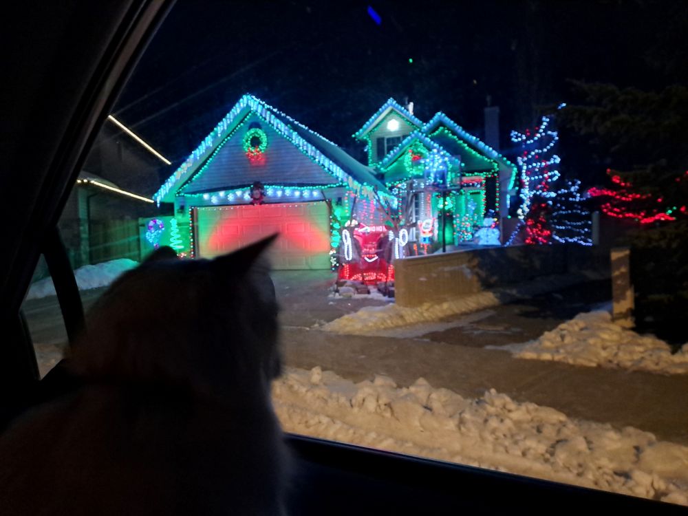 Annual Christmas Light tour with cat becomes beloved holiday highlight ...