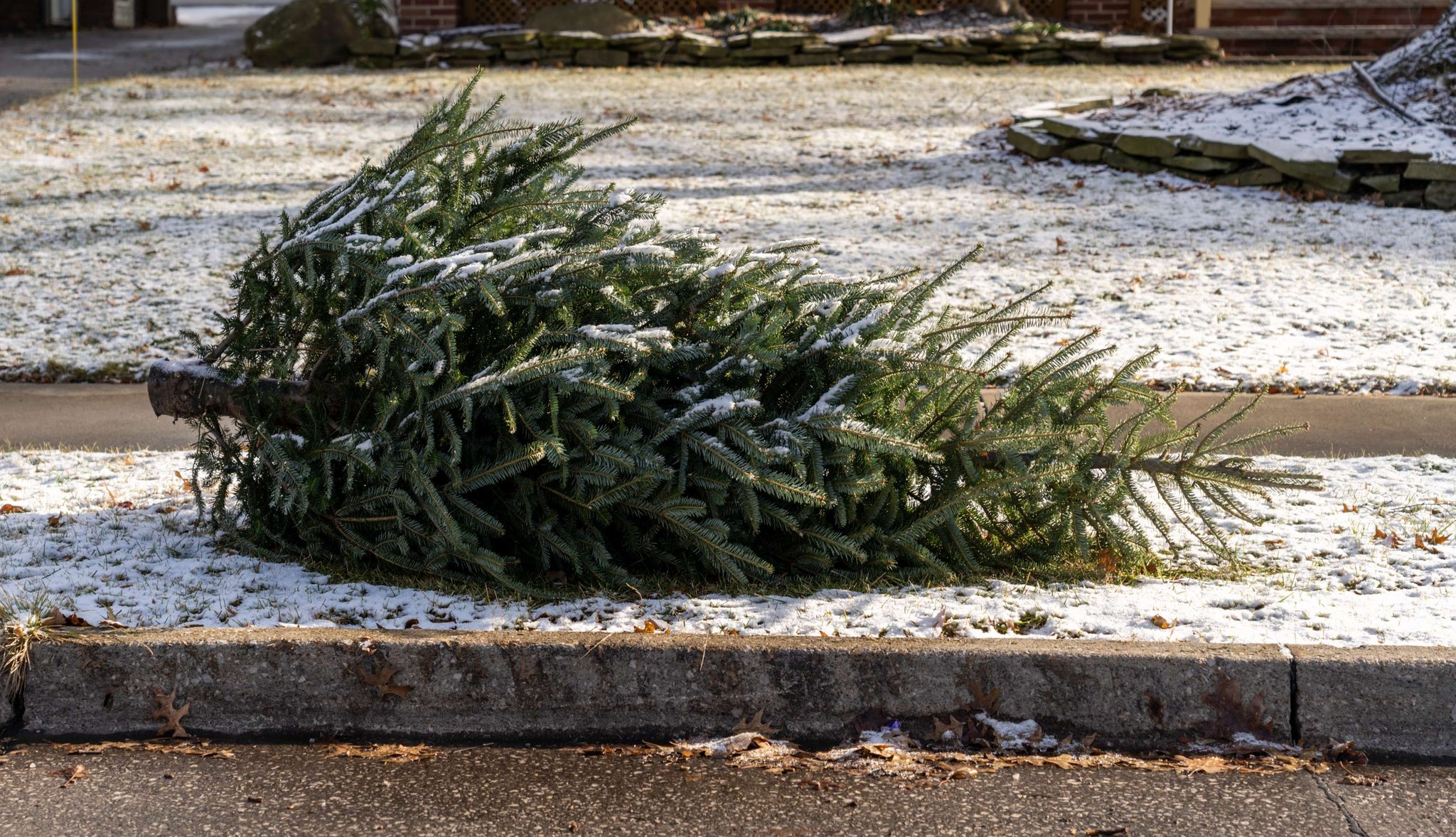 Cochrane and Rocky View County launch post‑holiday tree recycling ...
