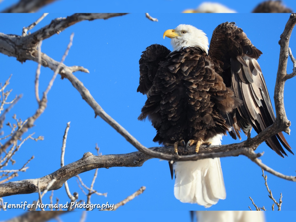 Why bald eagles are soaring again in Manitoba - SteinbachOnline.com ...