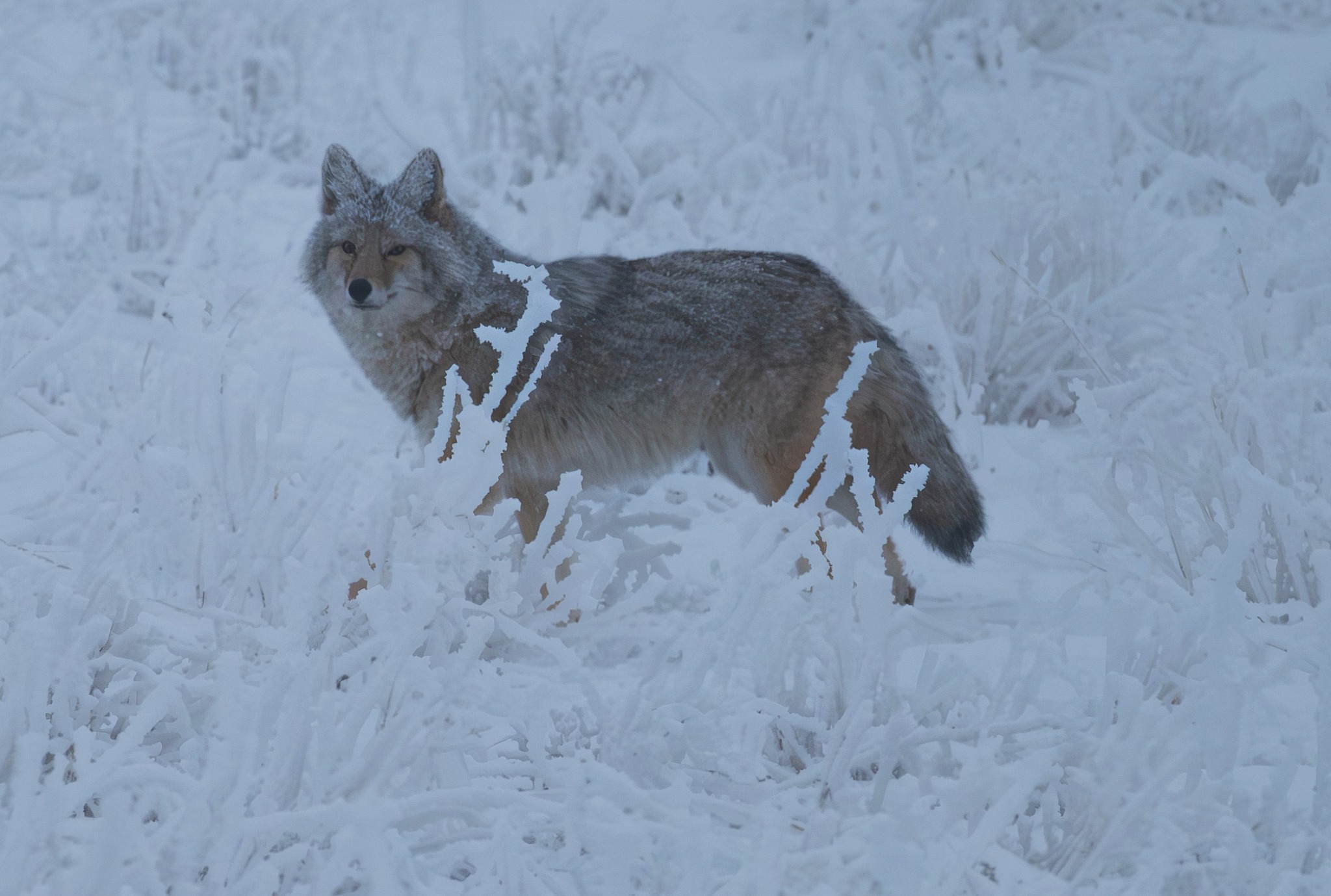 More coyotes on the move as mating season hits Cochrane - CochraneNow ...