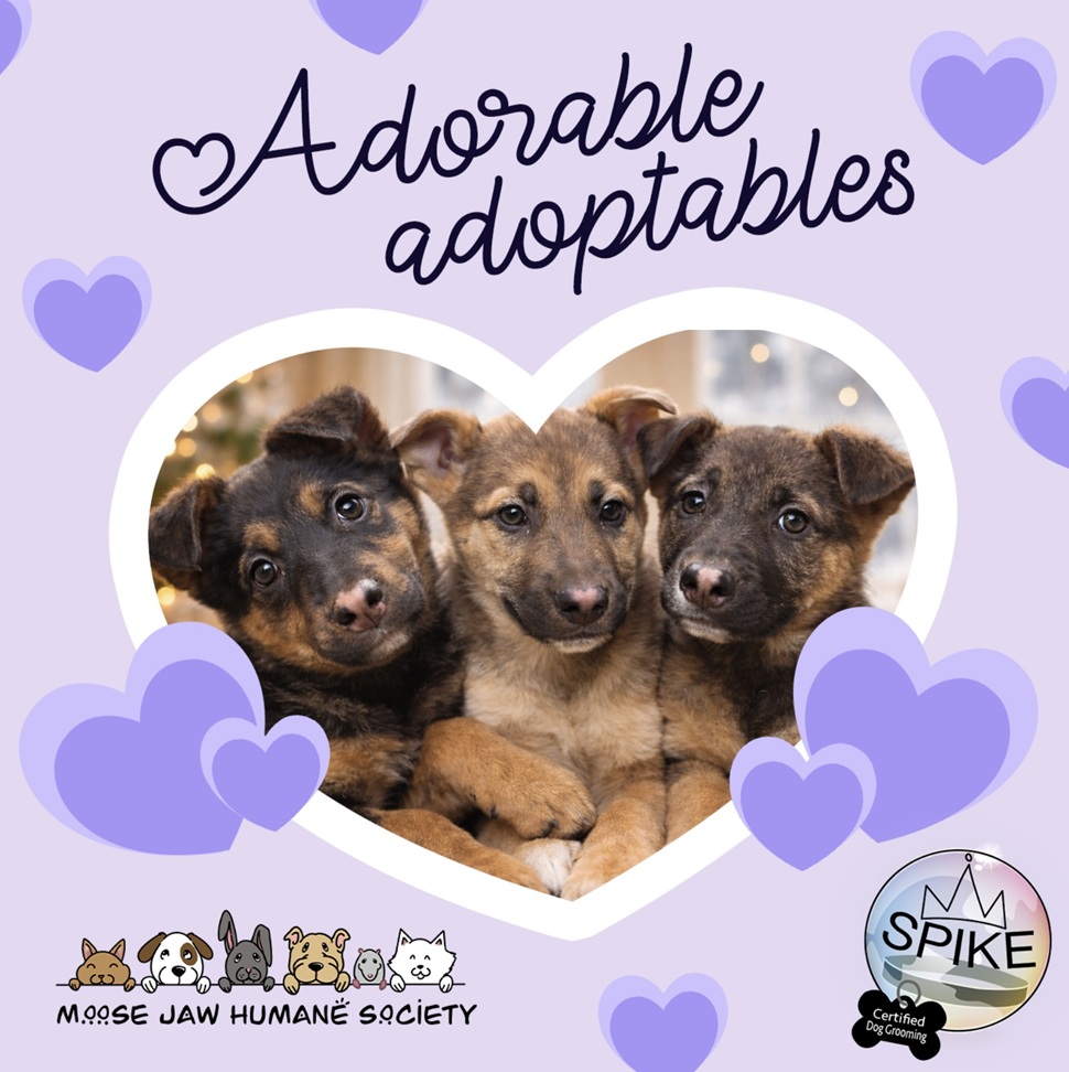 Meet Snookie, Peaches, and Hazel: January 16th's Spike Grooming & Pet ...