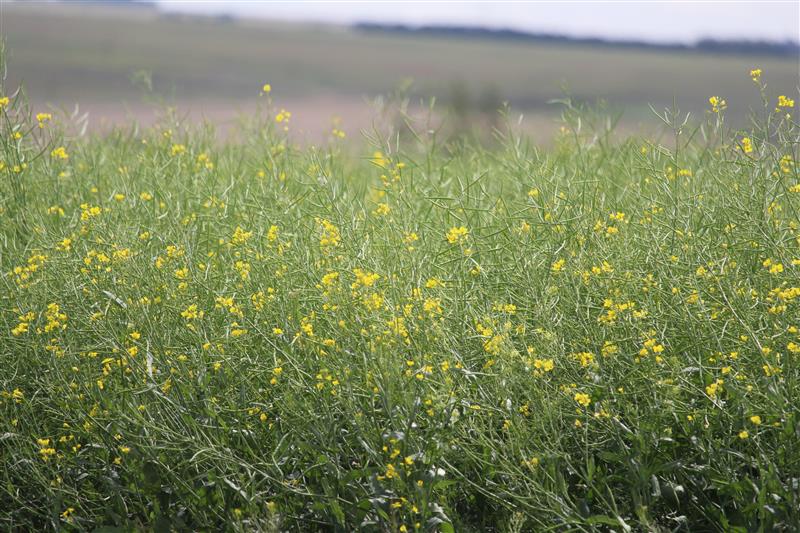 Canola among important commodity factors for farmers to watch for in ...