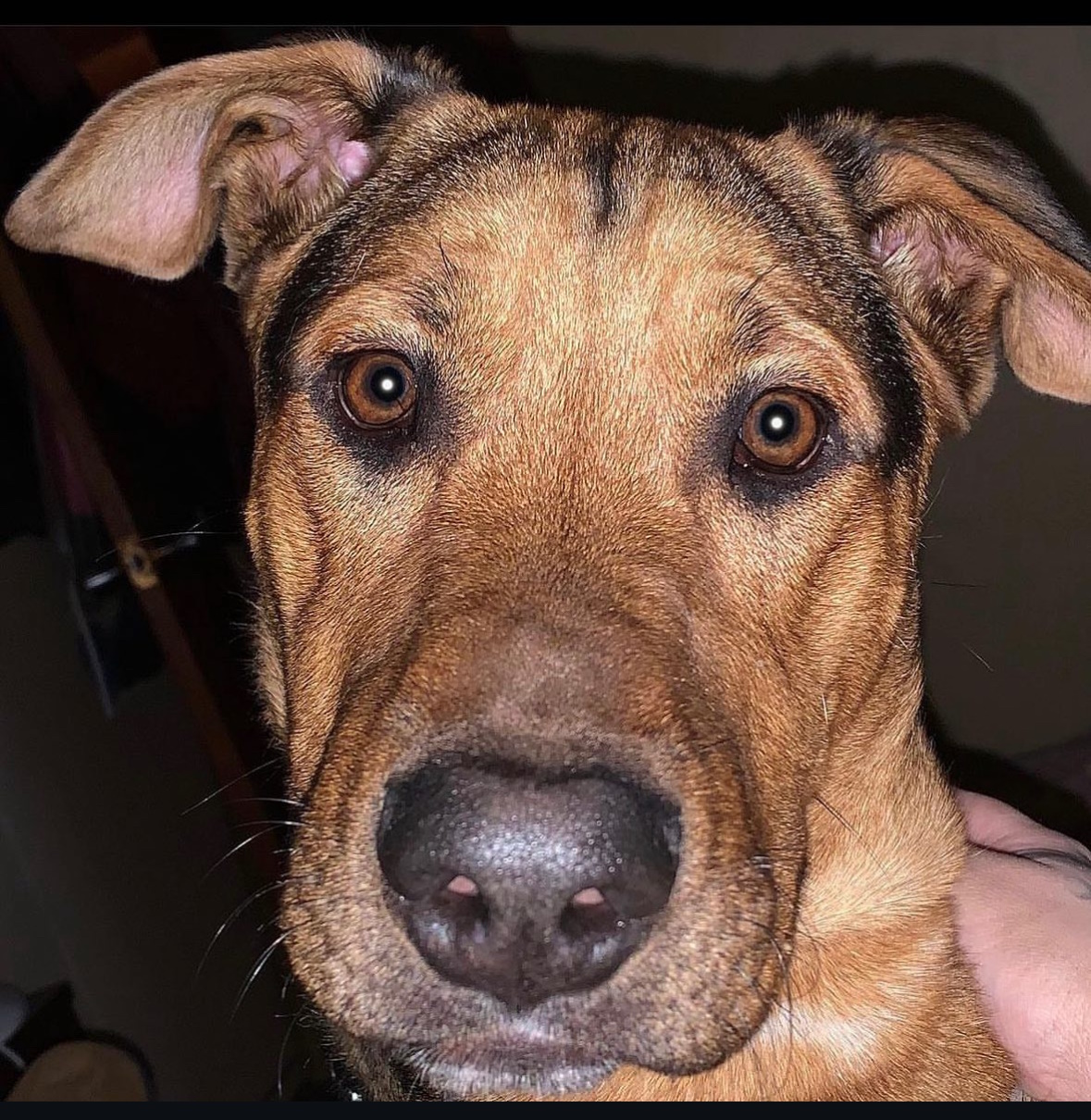 VOTE for January's Pet Valu Perfect Pet! - DiscoverMooseJaw.com - Local ...