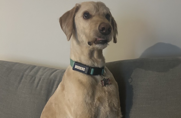 Town of Kindersley reminds residents to renew pet licenses for 2026 ...