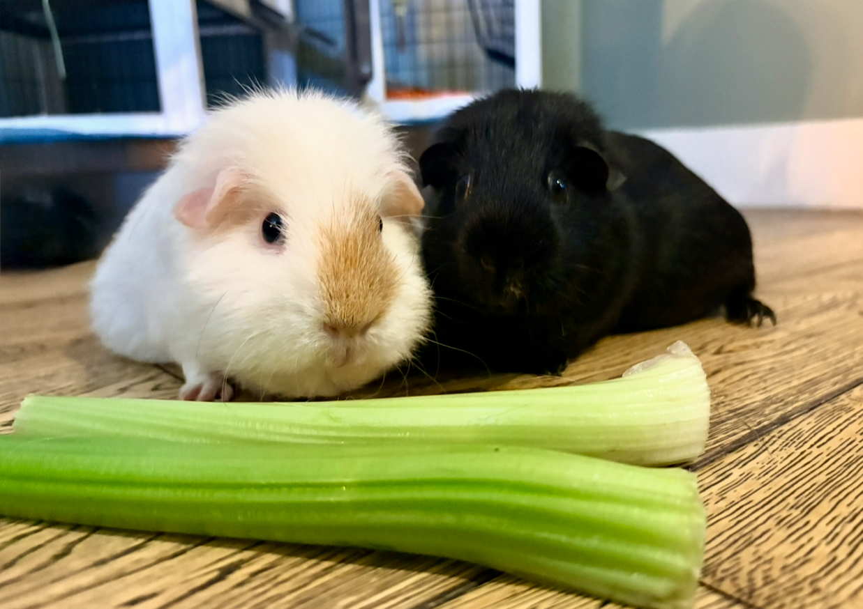 VOTE for January's Pet Valu Perfect Pet! - DiscoverMooseJaw.com - Local ...