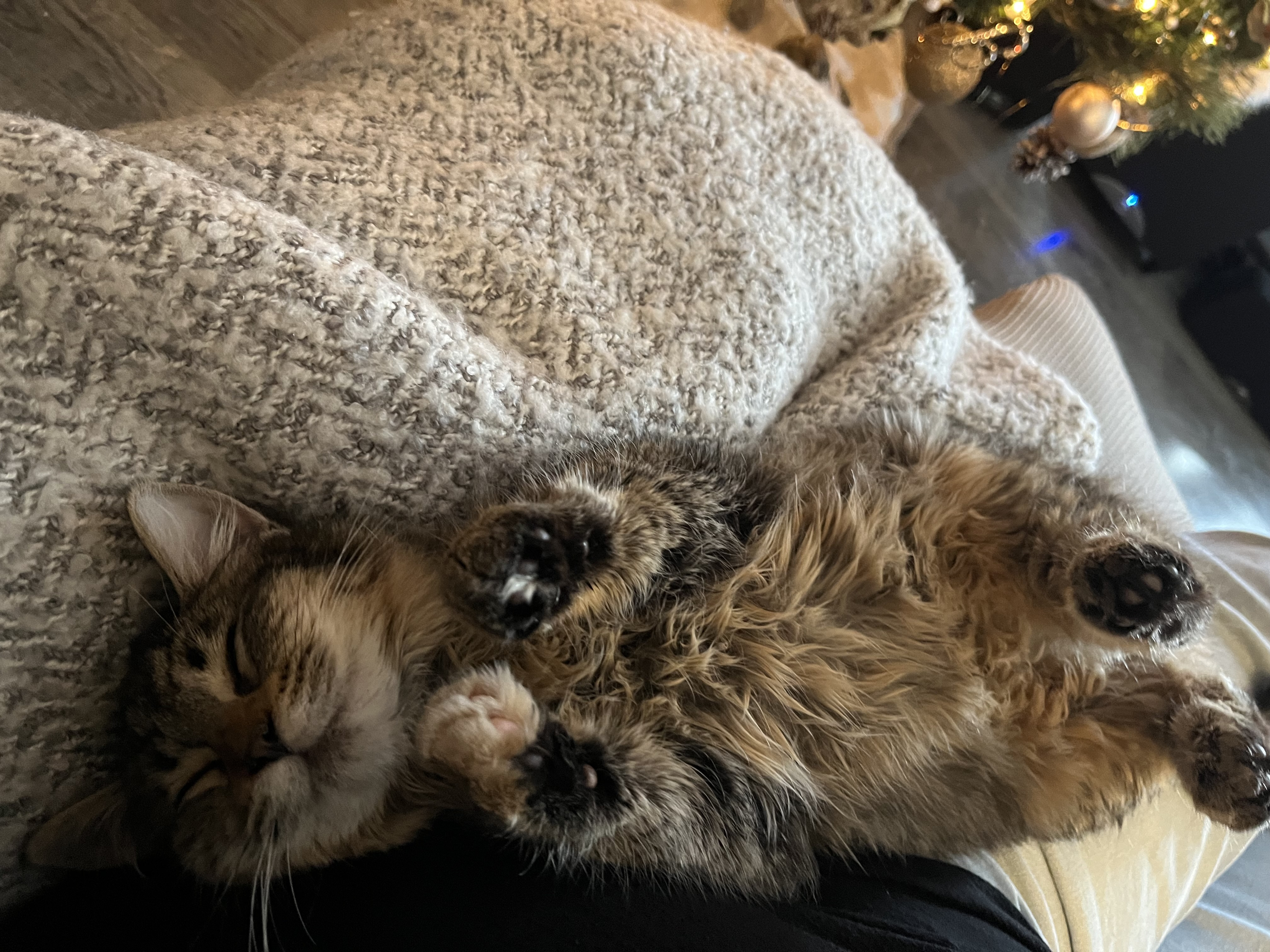 VOTE for January's Pet Valu Perfect Pet! - DiscoverMooseJaw.com - Local ...