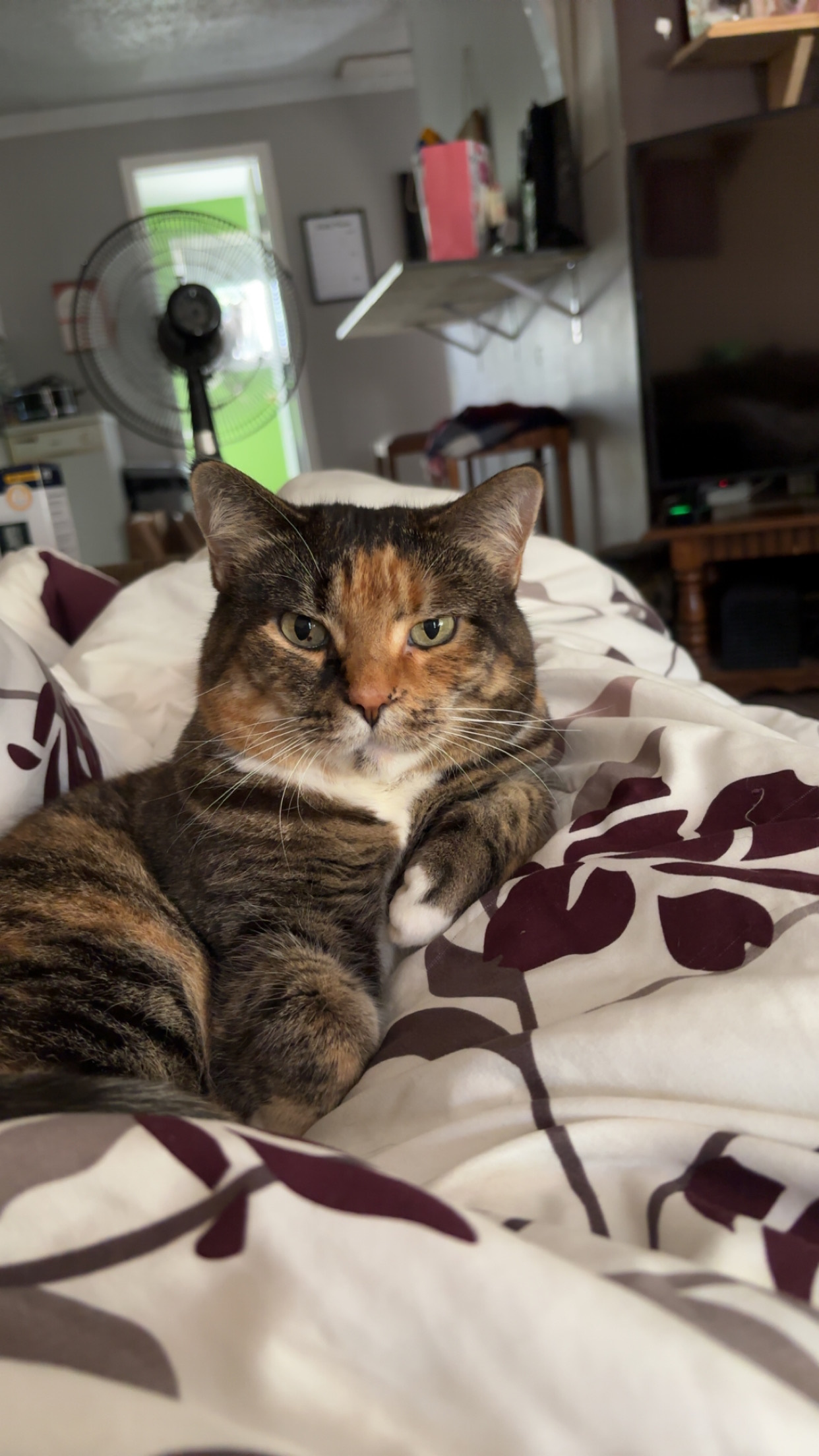 VOTE for January's Pet Valu Perfect Pet! - DiscoverMooseJaw.com - Local ...