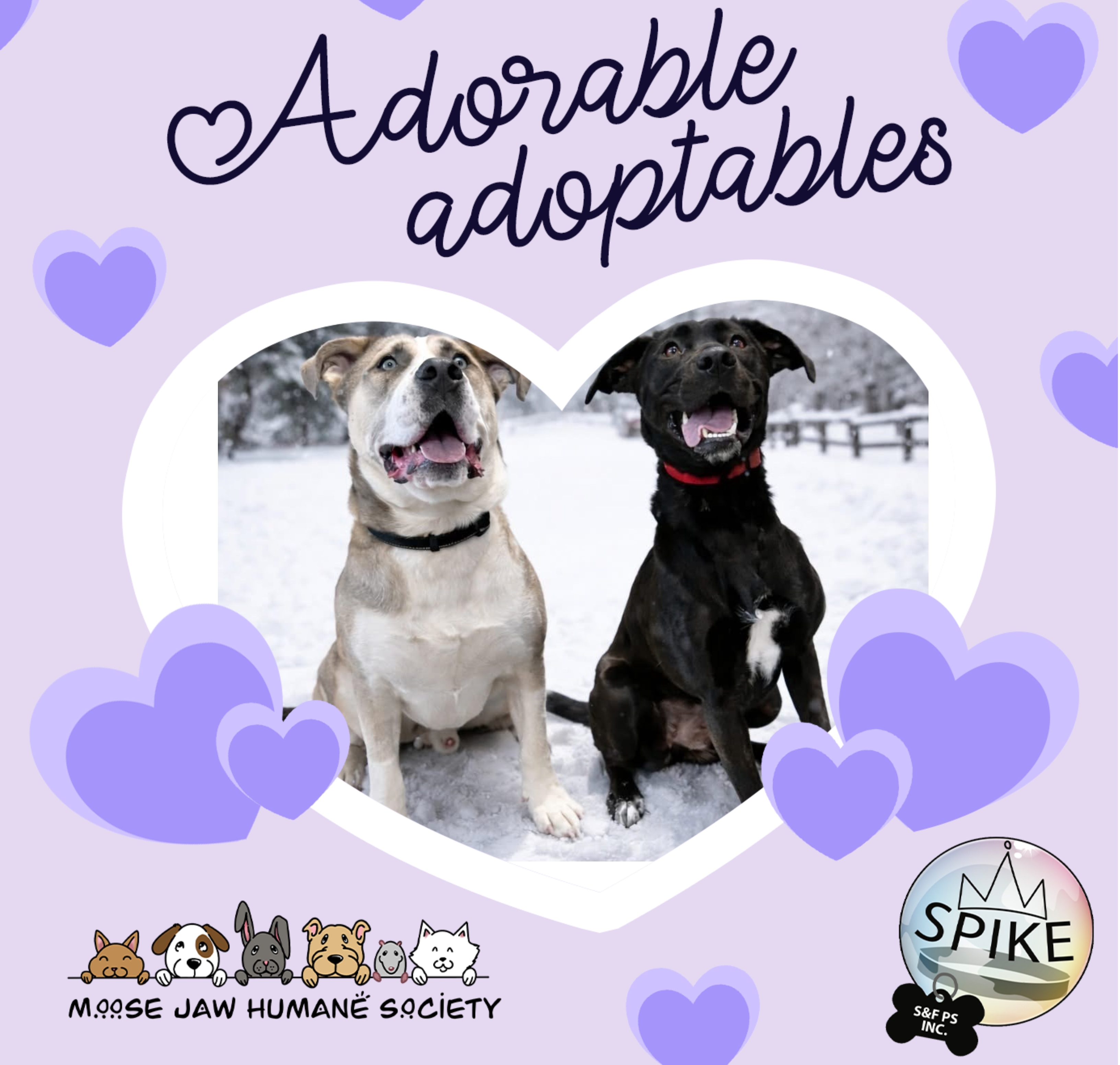 Meet Odin and Snickers: January 2nd's Spike Grooming & Pet Boarding ...