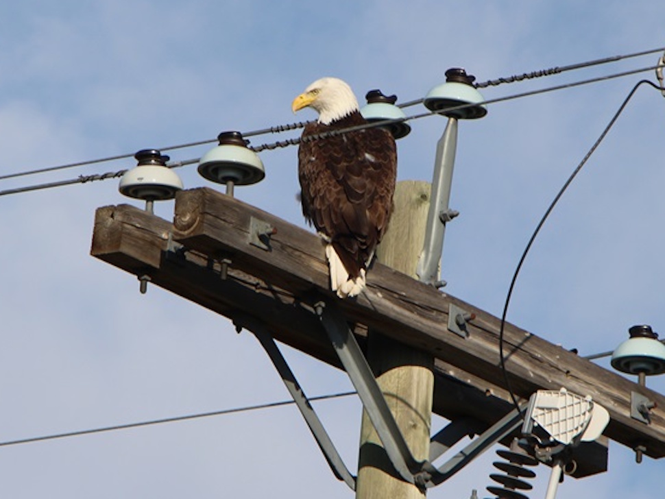 Why bald eagles are soaring again in Manitoba - DiscoverWestman.com ...