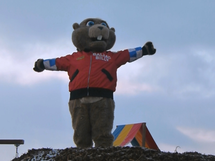 Alberta’s only "groundhog" makes his call in one week - CochraneNow ...