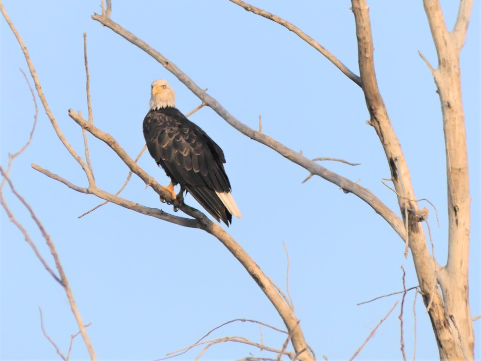 Bald eagle sightings bring hope and positivity - PortageOnline.com ...