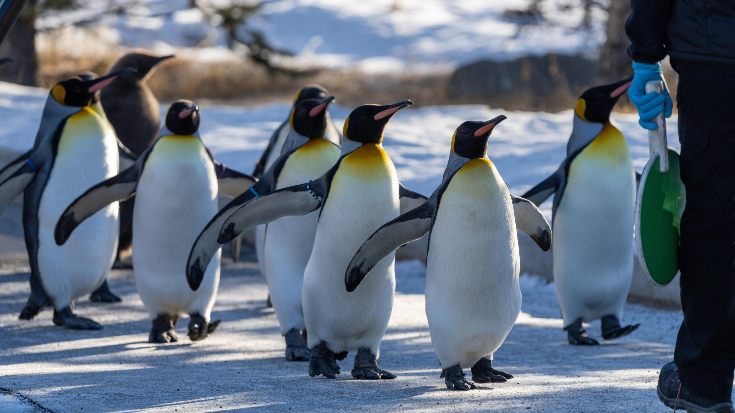 Penguin Awareness Day: Meet the feathered residents of the Calgary Zoo ...