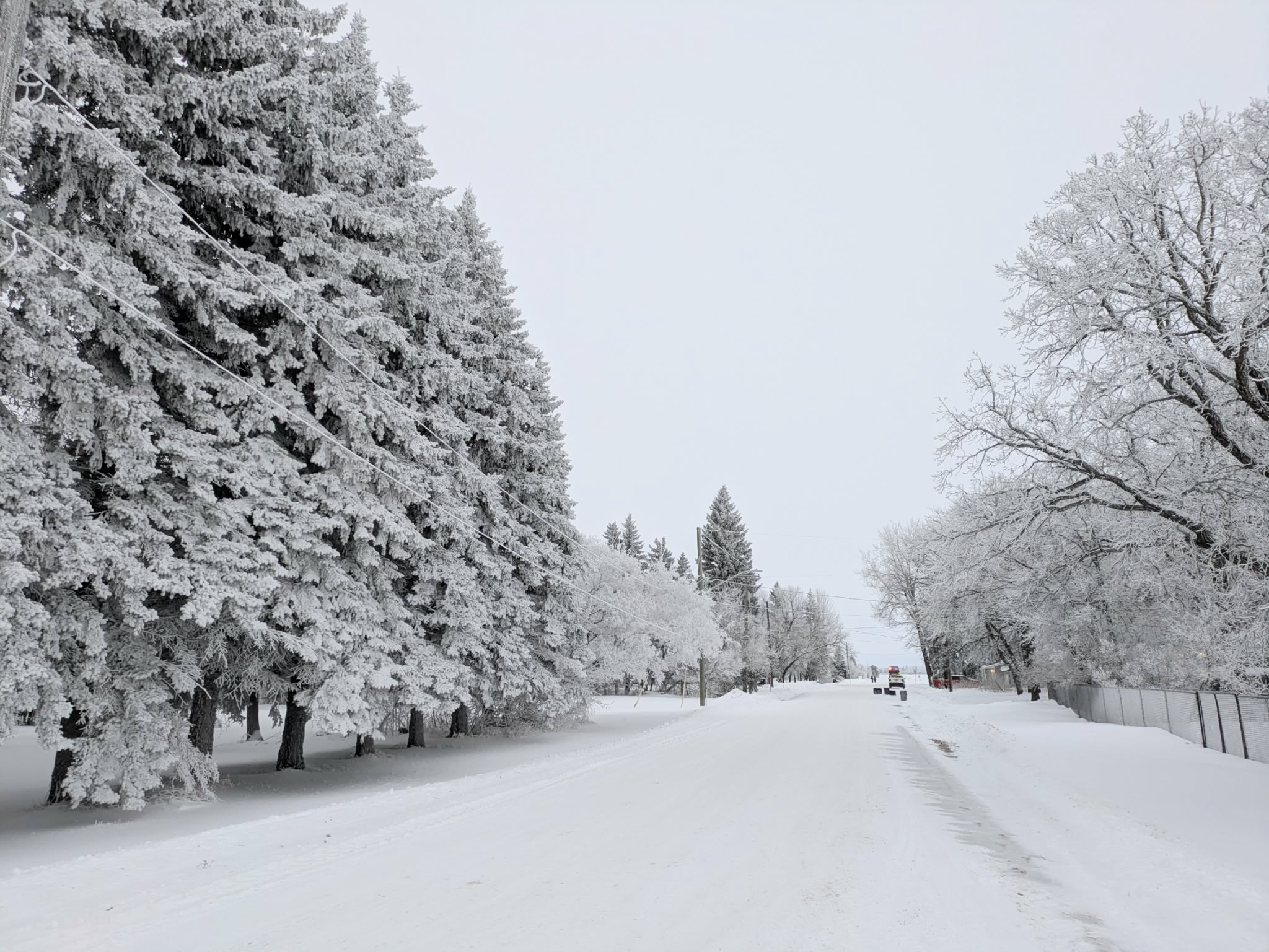 Rime ice or hoarfrost? Here’s how to tell - DiscoverWestman.com - Local ...