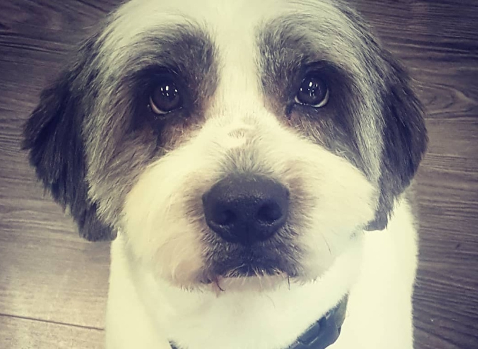Village of Clive looking for its cutest, furriest resident ...