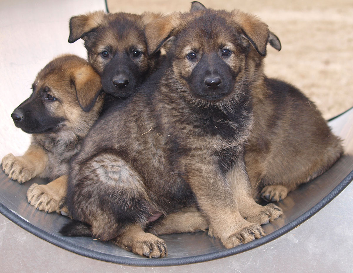 Youth invited to name new RCMP police dog puppies ...