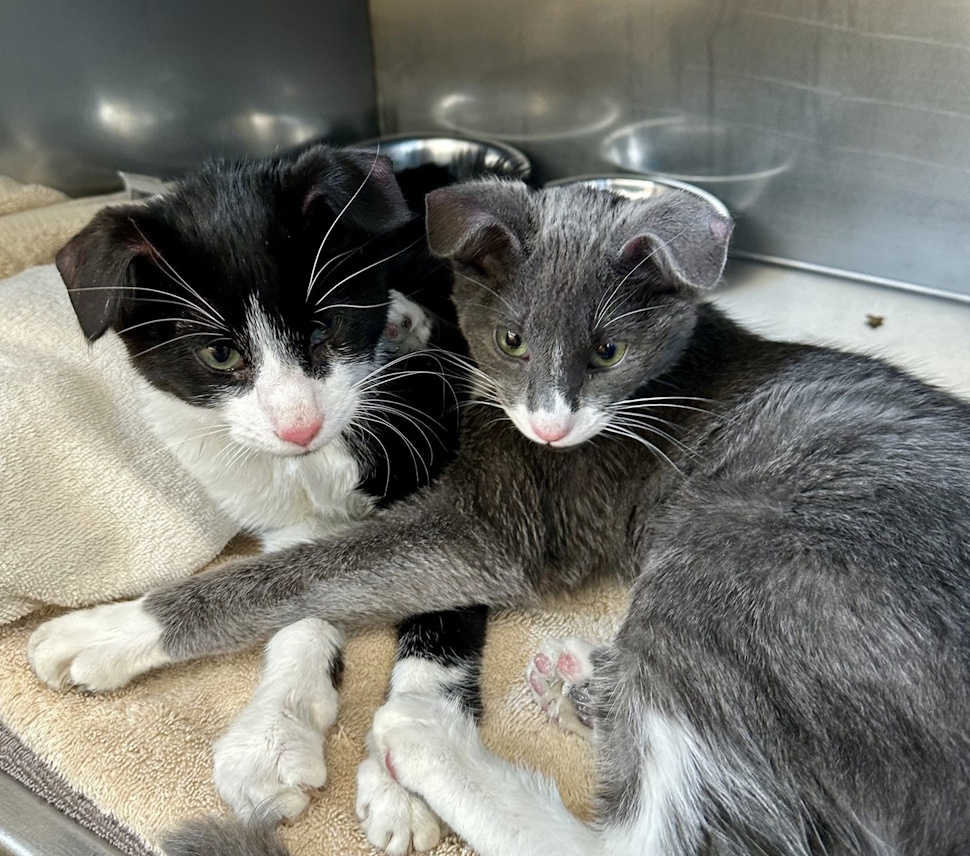 Two young cats found abandoned near Besant Park suffering severe ...
