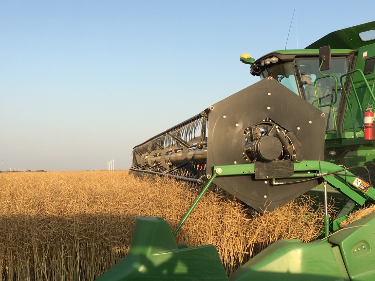 Record Canola Output Leads 2025–26 Oilseed Outlook as Flax and Soybeans ...