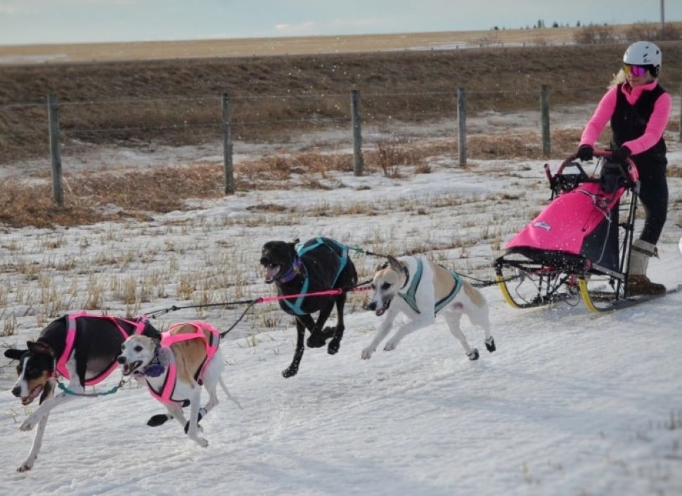 Fast dogs, snowy trails: Solstice Surge races into Red Deer ...