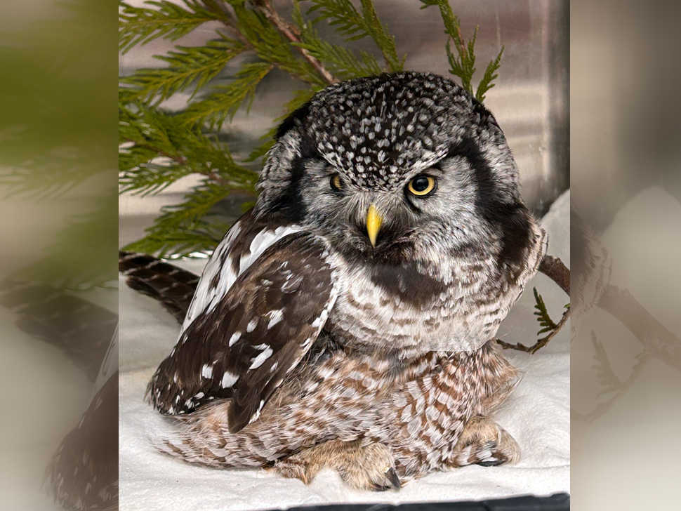 Rare Northern Hawk Owl from Richer recovering after being hit by ...