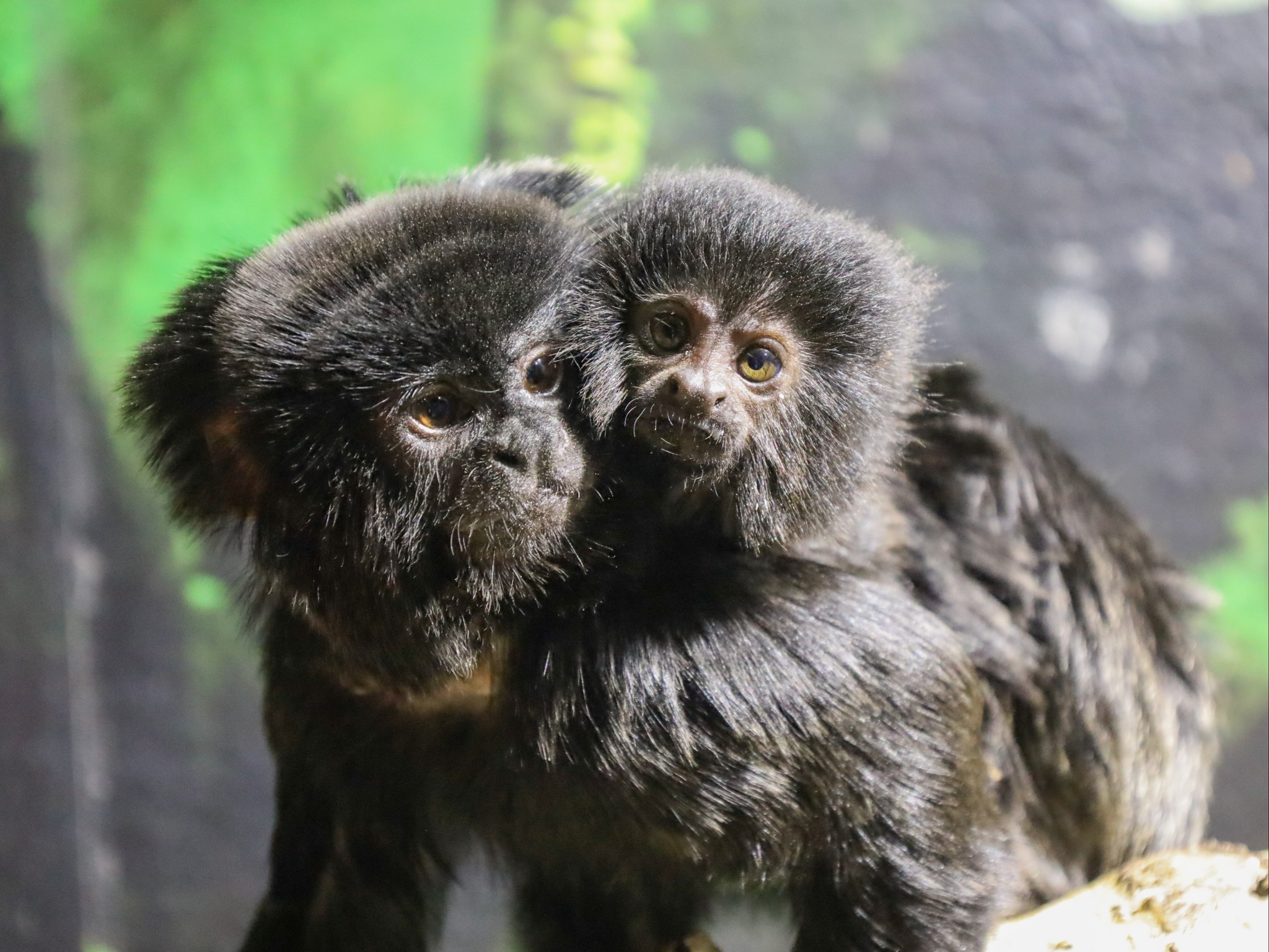 Zoo staff go the extra mile to raise newborn Goeldi’s monkey ...