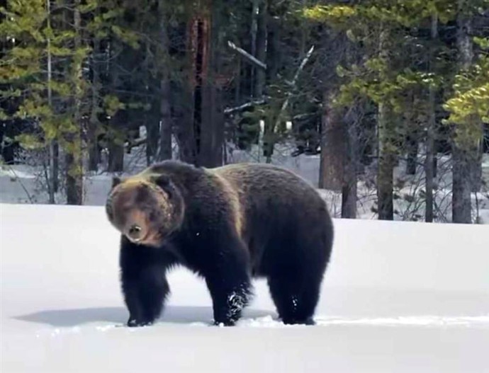 The Boss is back, Banff’s most famous bear wakes early - OkotoksOnline ...