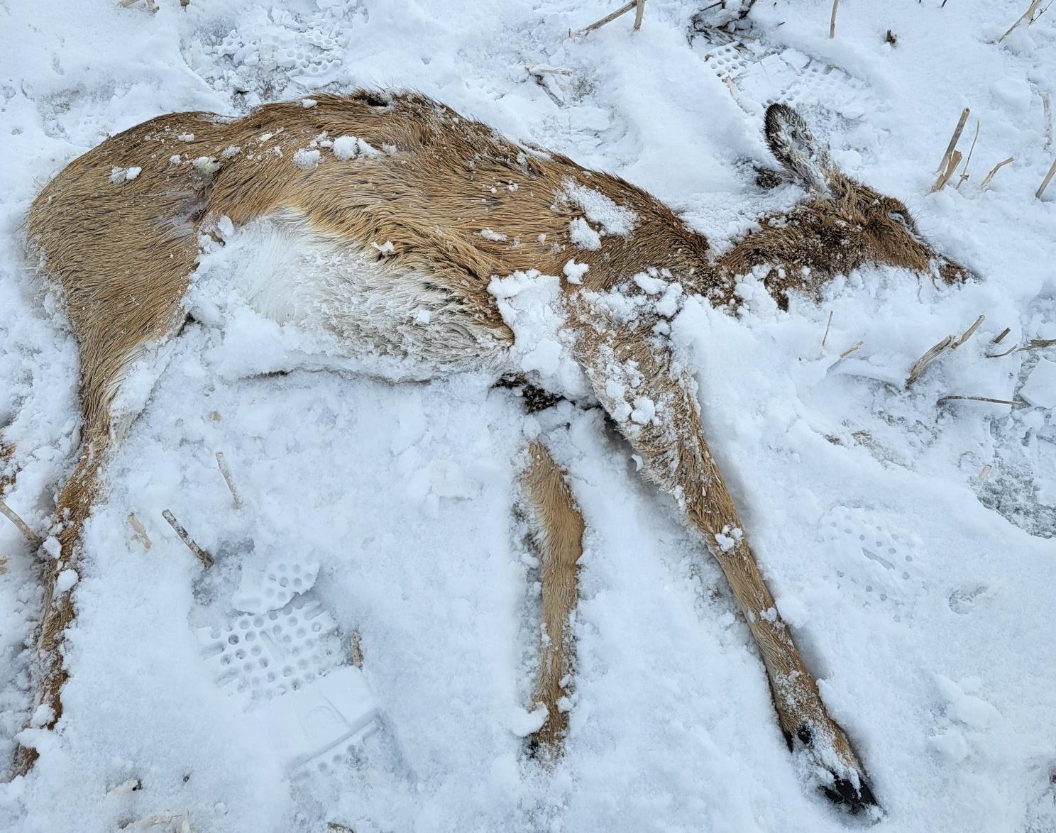 Conservation officers make arrest in the case of run-over deer ...