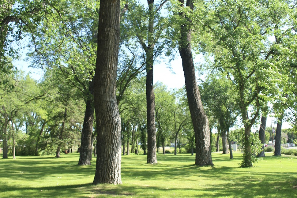 CFIA designates all of Saskatchewan as Dutch elm disease regulated area ...