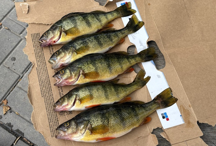 Conservation officers investigate wasted fish near Gardiner Dam ...