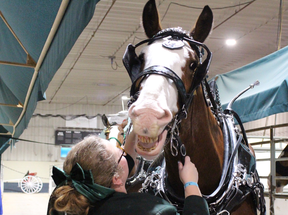 Spring Break Starts at the Fair: Royal Manitoba Winter Fair returns to ...