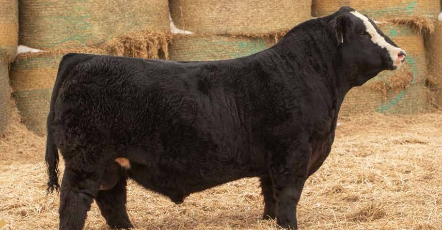 Another high selling bull .. this time a record-selling Simmental ...