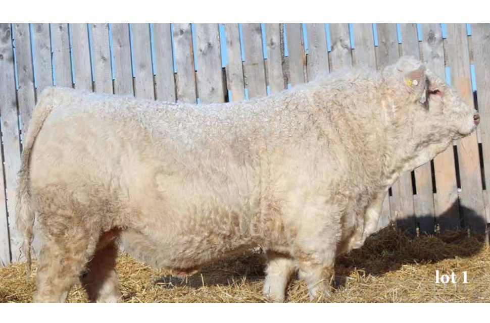 UPDATED: WITH AUDIO CK Sparrow Farms records top selling bull in ...